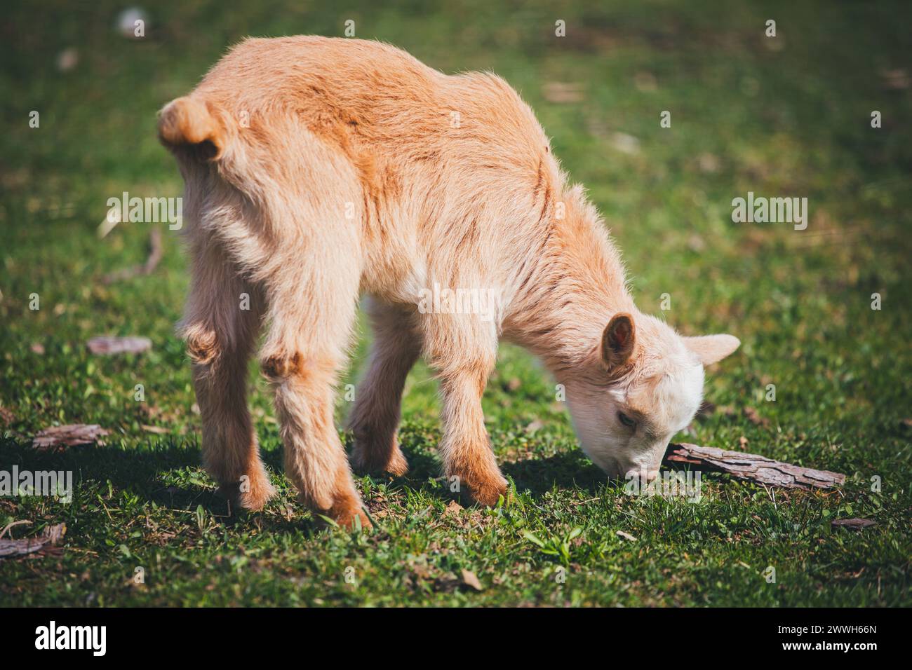 Light brown goat kid Stock Photo - Alamy