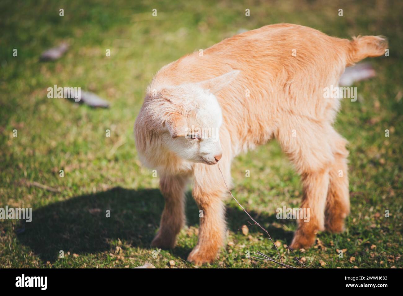 Light brown goat kid Stock Photo - Alamy