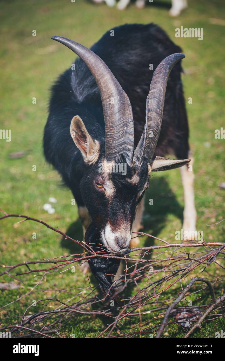 Ramgoat hi-res stock photography and images - Alamy