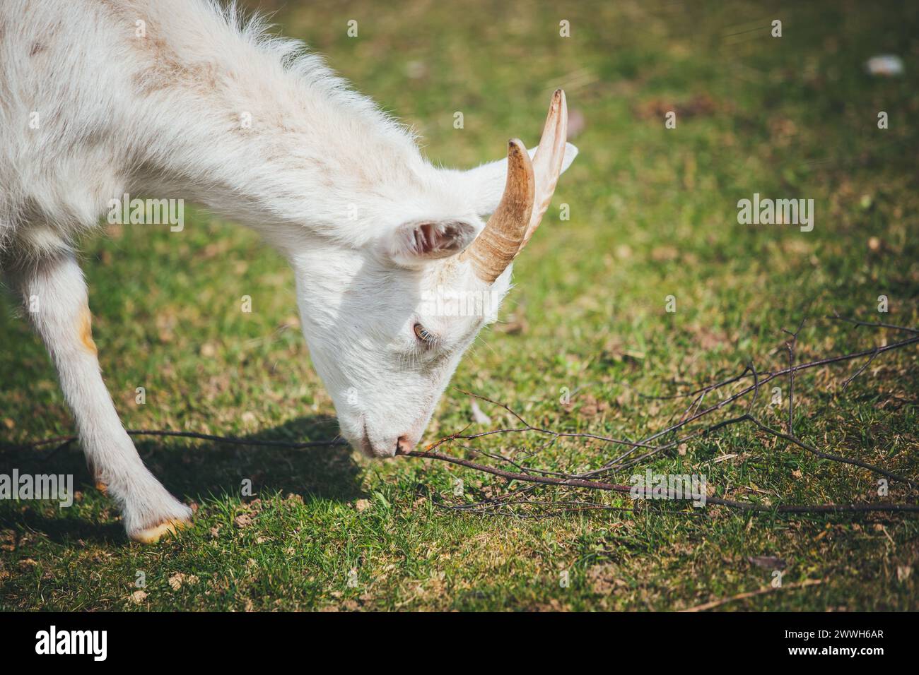 Saanen goat farm hi-res stock photography and images - Alamy