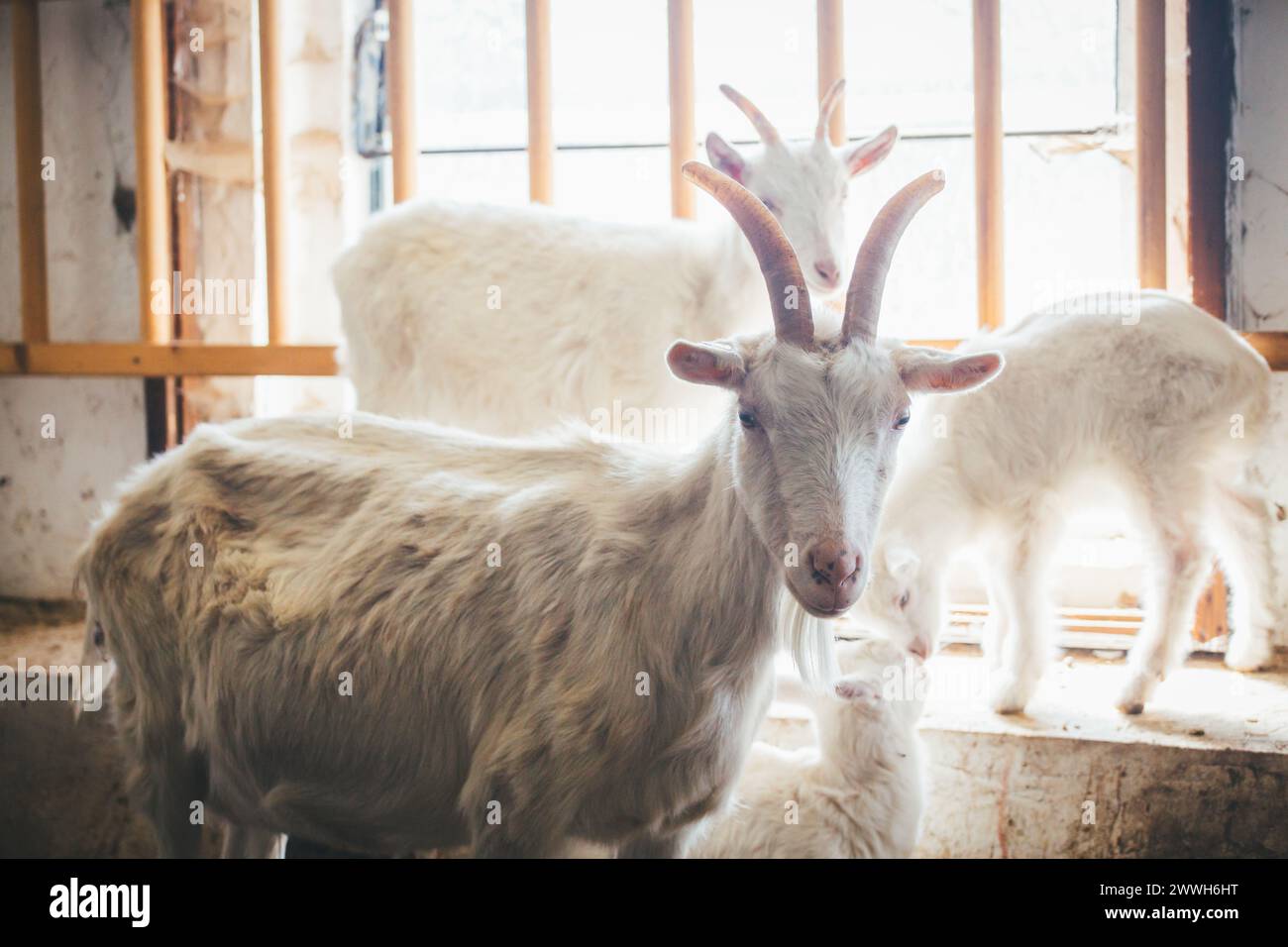 Saanen goat farm hi-res stock photography and images - Alamy