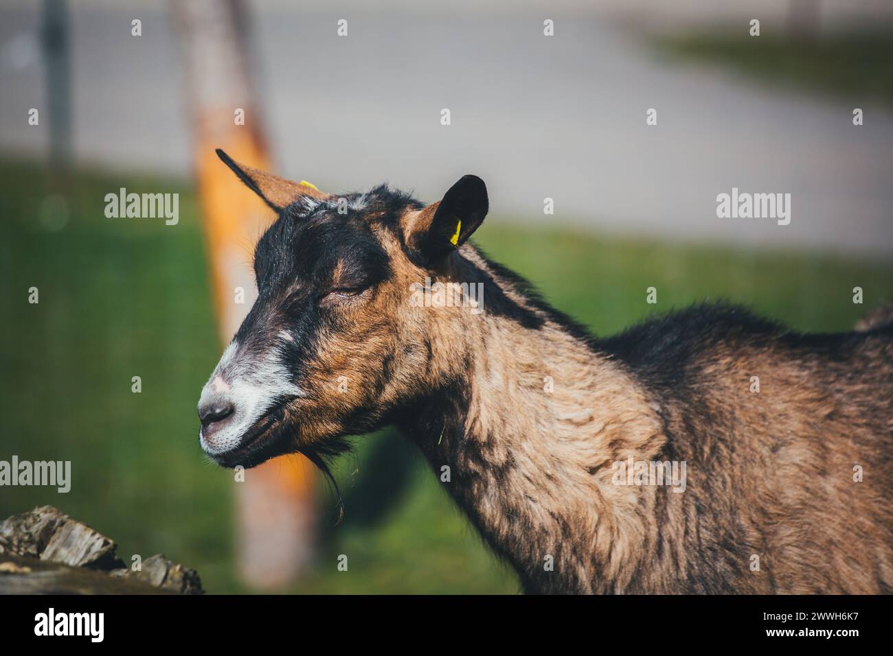 Mix breed goat hi-res stock photography and images - Alamy