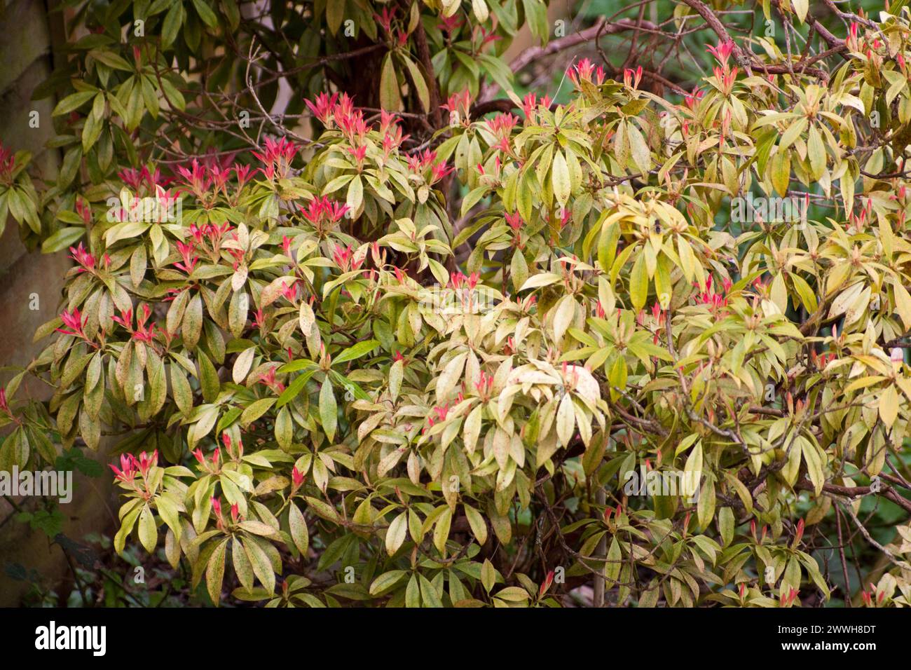 Andromeda Bush (Pieris) growing in the back garden Chard Somerset ...