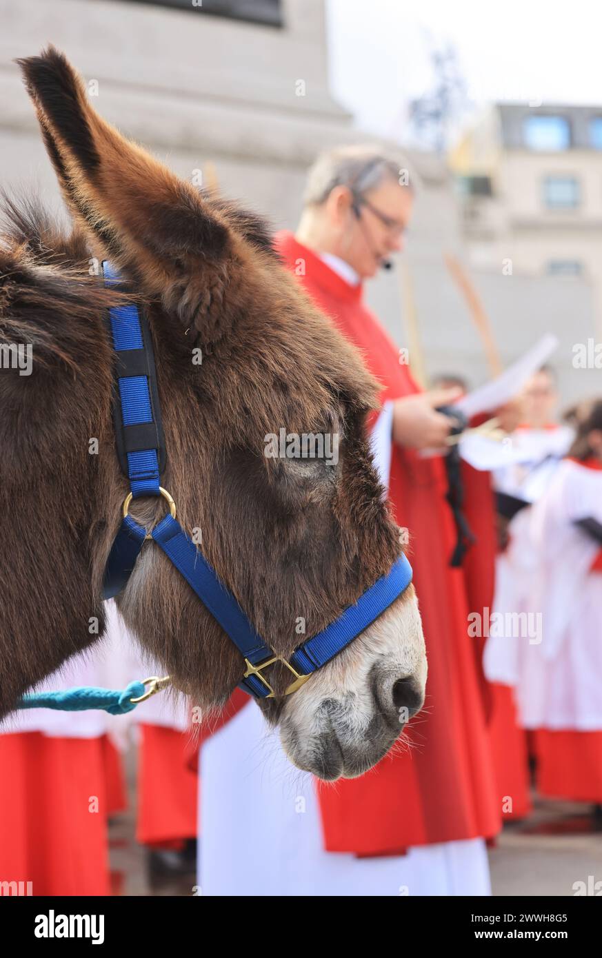 Donkey square hi-res stock photography and images - Alamy
