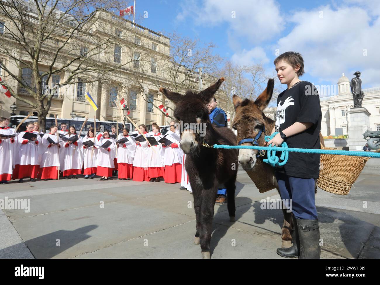 Donkey square hi-res stock photography and images - Alamy