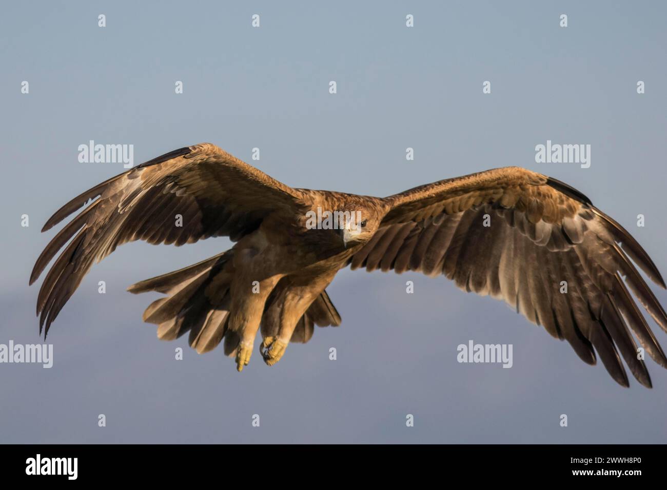 Juvenile Iberian Eagle, Spanish Imperial Eagle (Aquila adalberti ...
