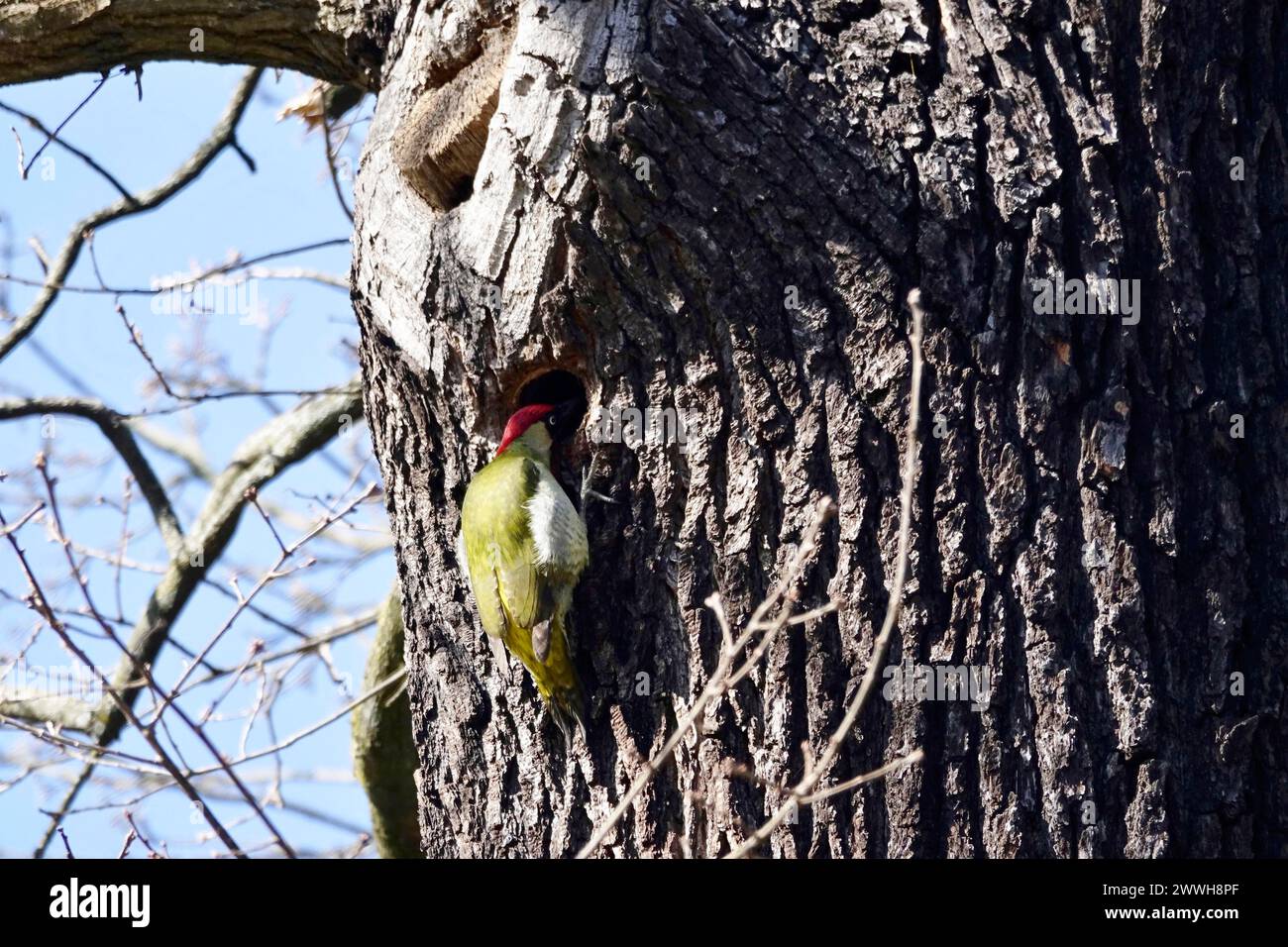 Green woodpecker on a tree, March, Germany Stock Photo - Alamy