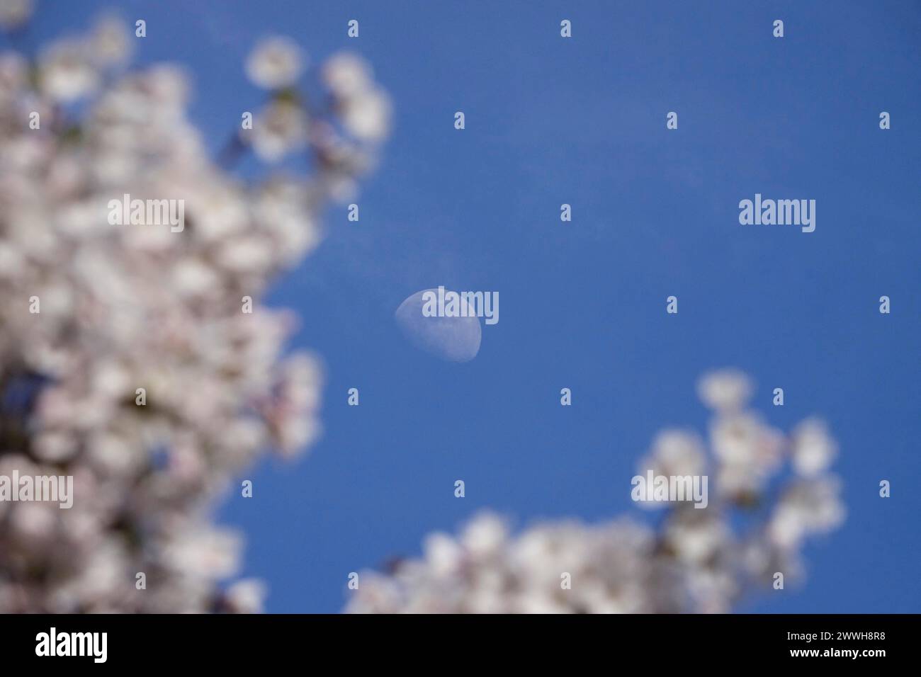 Moon behind tree blossom, Germany Stock Photo - Alamy