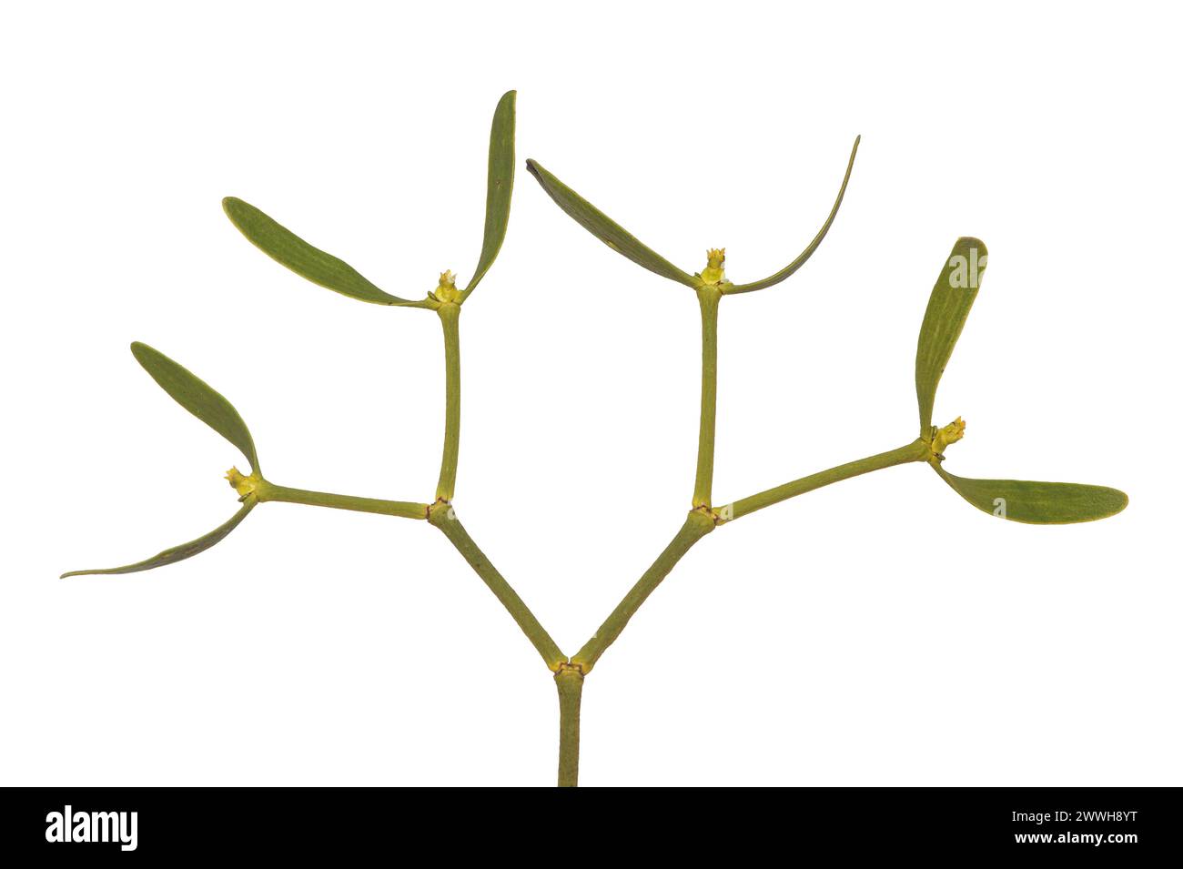 Branch of the pine mistletoe (Viscum laxum) with female flowers, a ...