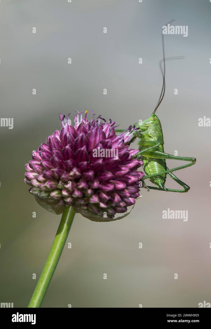 Larva of a green leafhopper (Tettigonia viridissima) on a globe leek ...