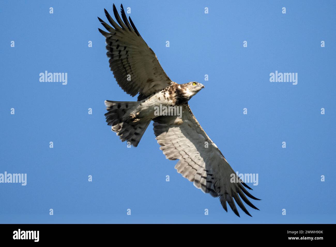 Black-chested snake eagle (Circaetus pectoralis), Mziki Private Game Reserve, North West ...
