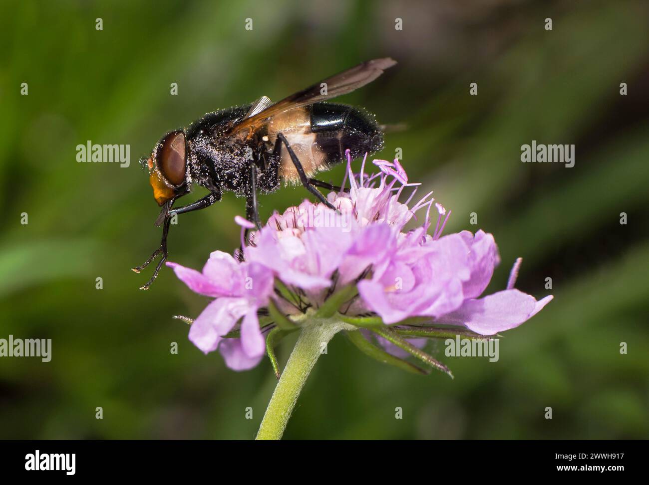 Pellucid fly (Volucella pellucens), Valais, Switzerland Stock Photo - Alamy