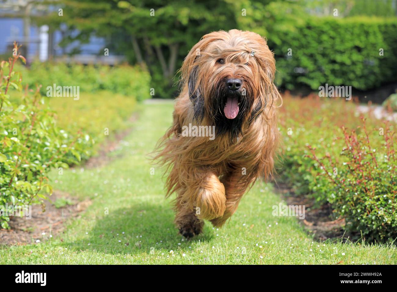 Briard sheepdog hi-res stock photography and images - Alamy