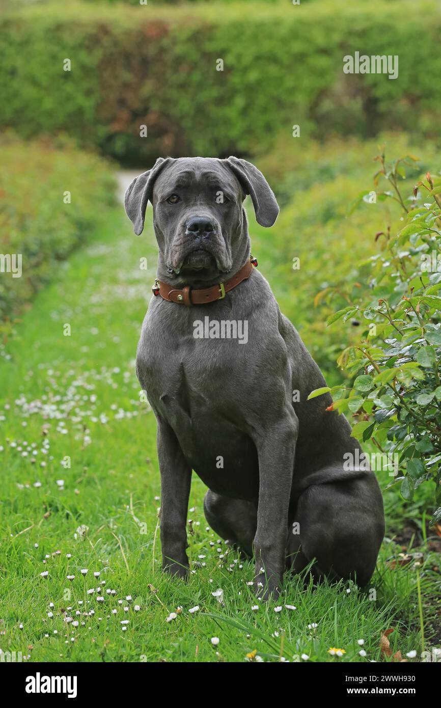 Cane Corso Italiano Stock Photo - Alamy