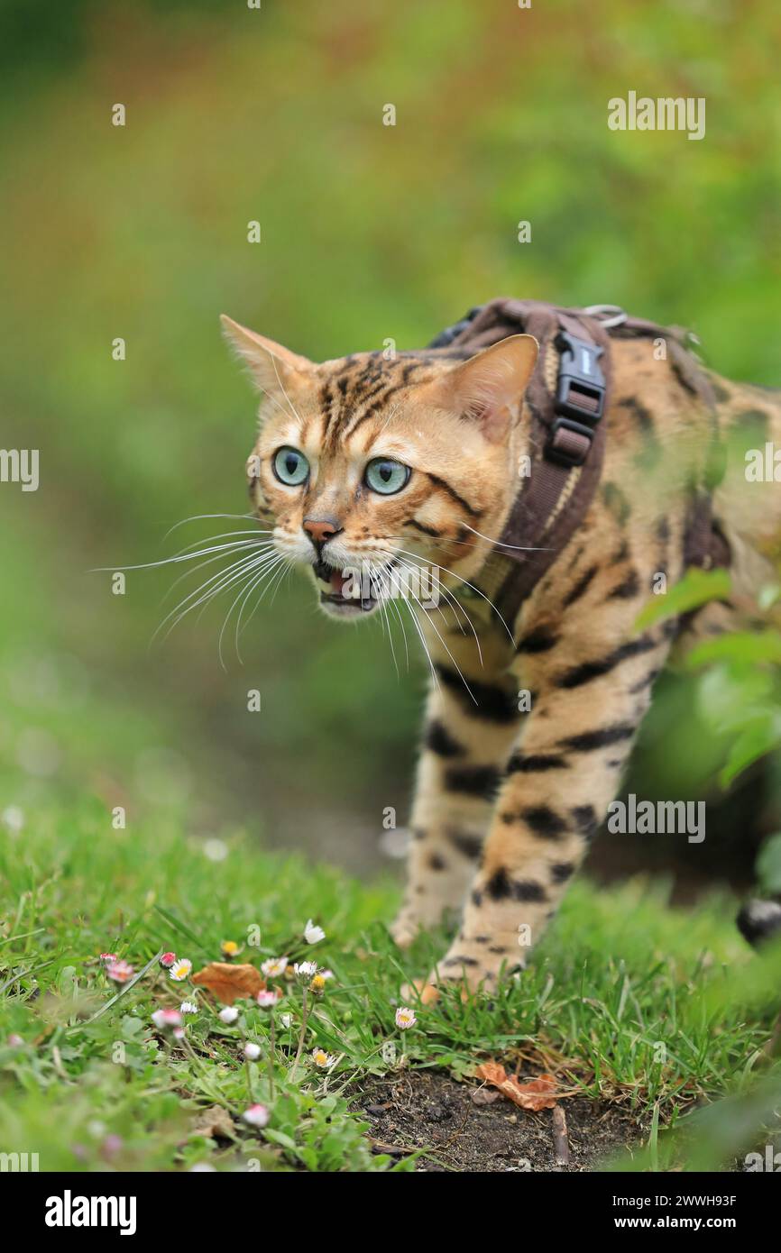 Domestic bengal cat hi-res stock photography and images - Alamy