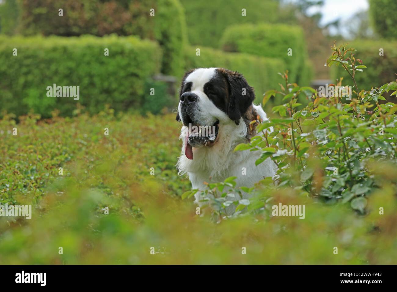 Saint bernard pedigree dog hi-res stock photography and images - Alamy