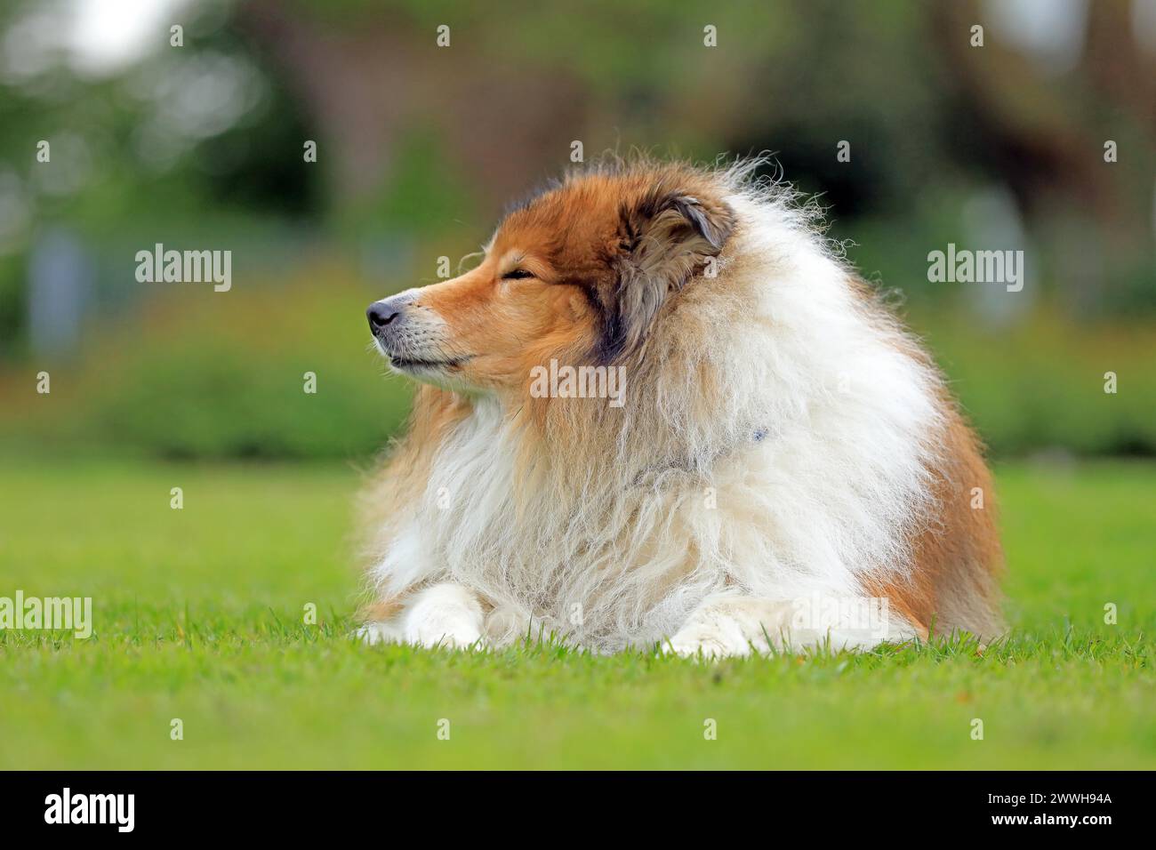 Collie, Long-haired Collie Stock Photo - Alamy