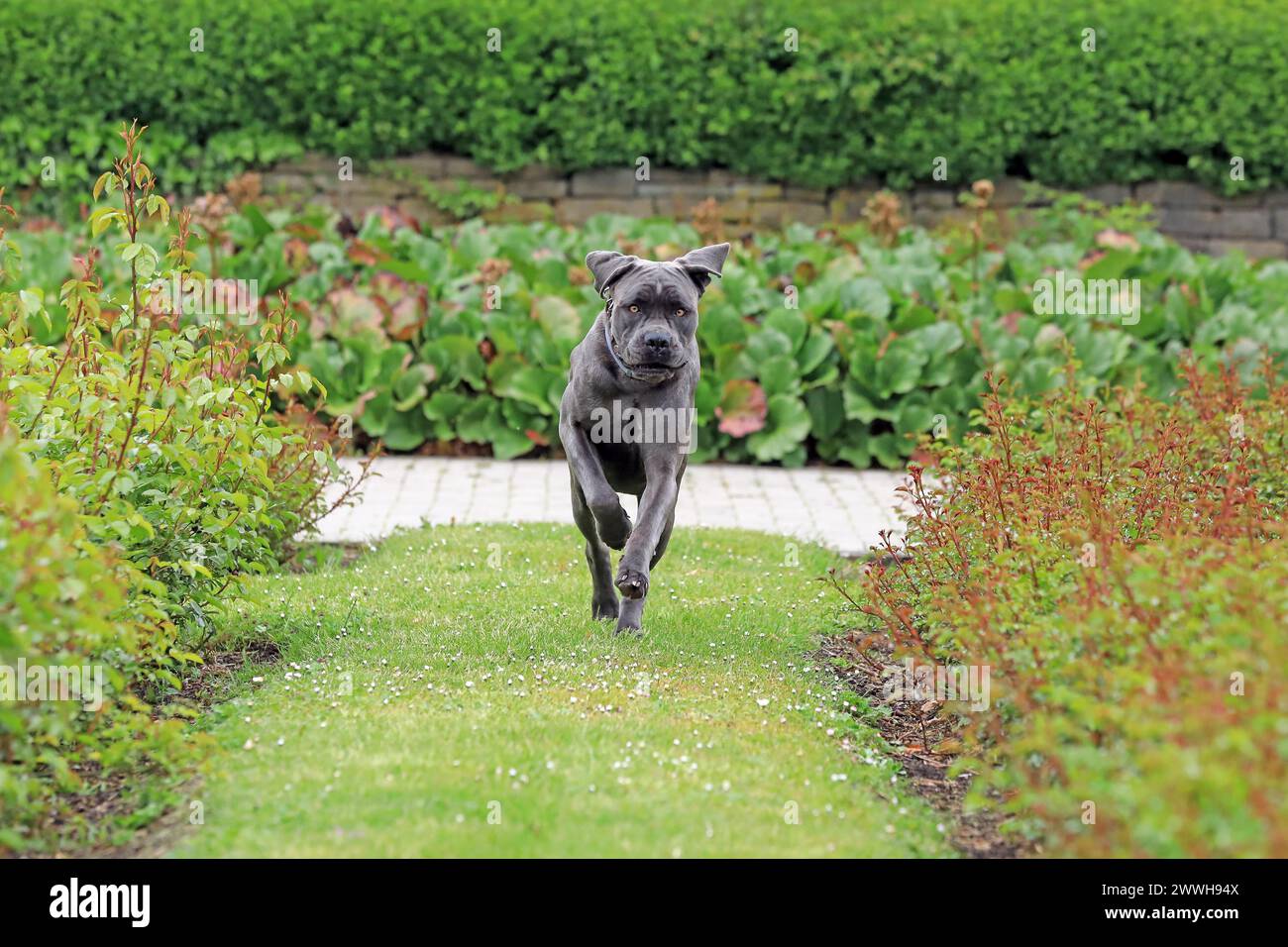 Italiano hi-res stock photography and images - Alamy