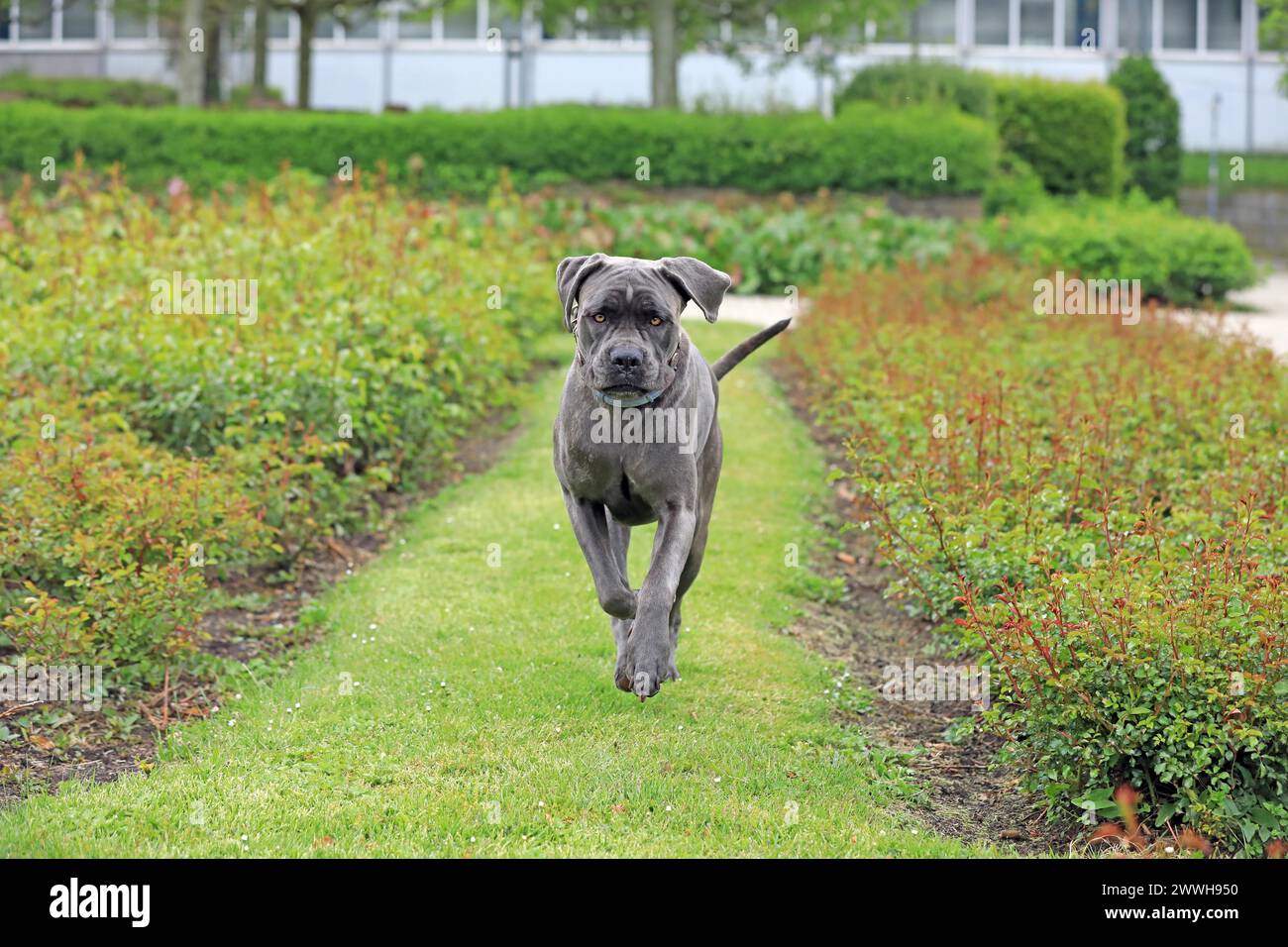 Cane Corso Italiano Stock Photo - Alamy