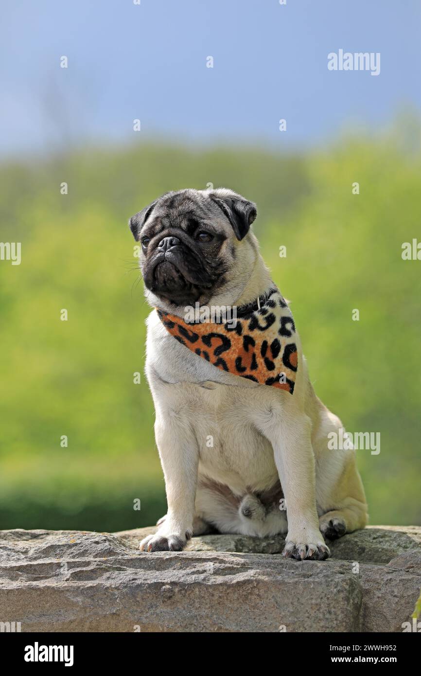 Pet pug hi-res stock photography and images - Alamy