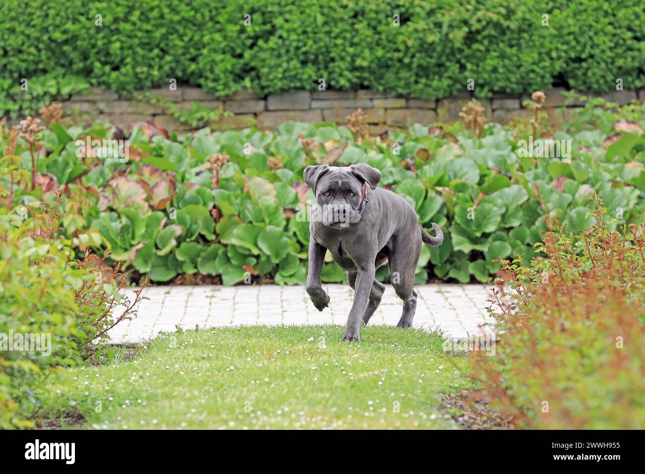 Cane Corso Italiano Stock Photo - Alamy