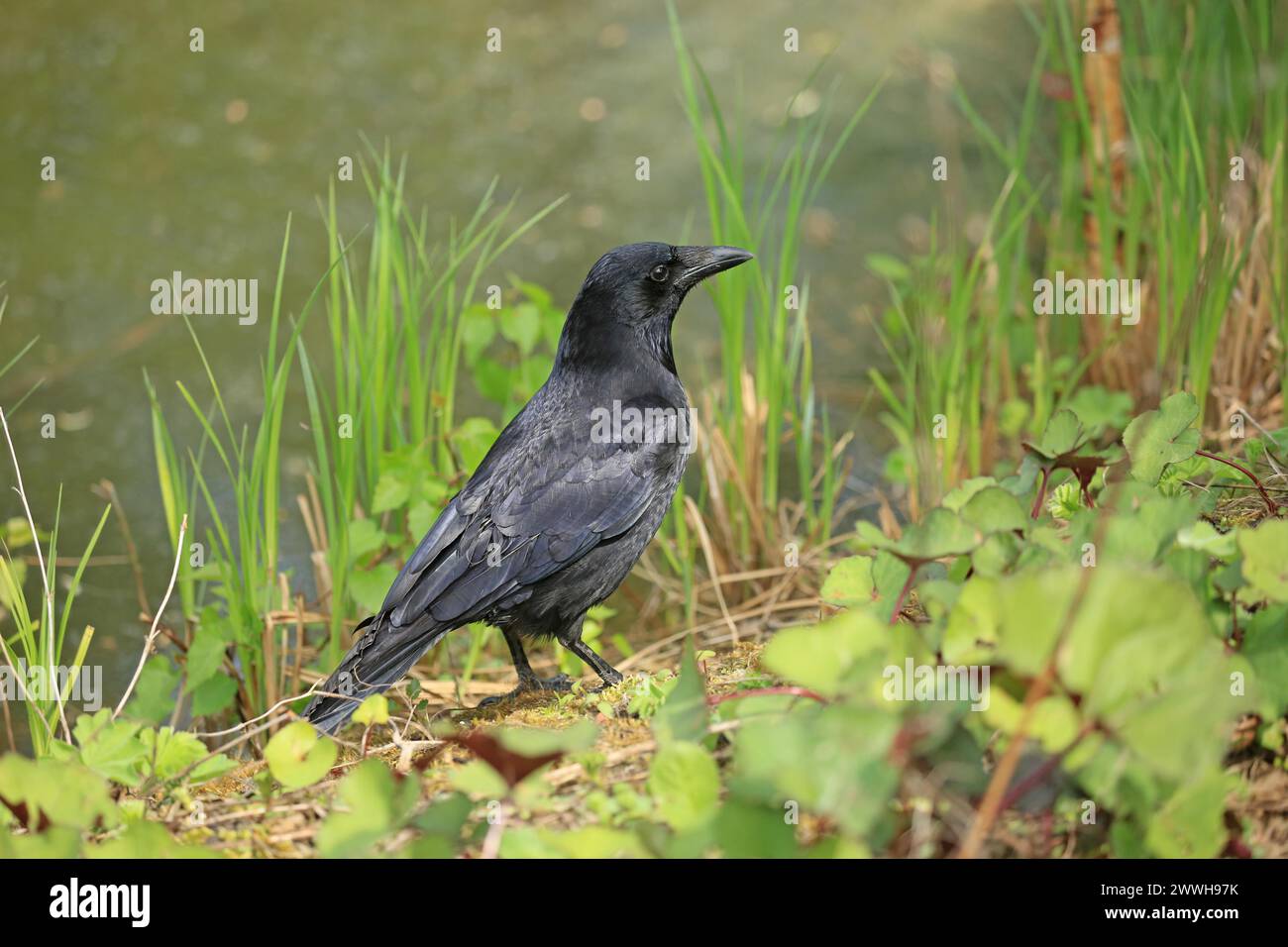 Carrion crow (Corvus corone Stock Photo - Alamy