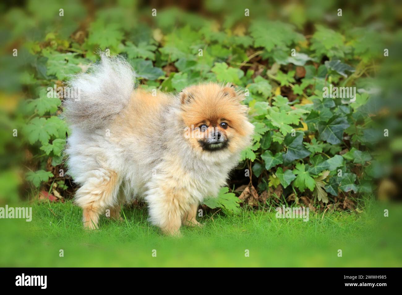 Pomerania spitz hi-res stock photography and images - Alamy