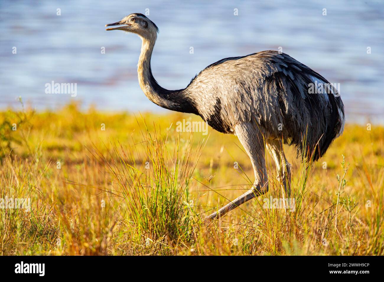 Nandu (Rhea americana) Pantanal Brazil Stock Photo - Alamy