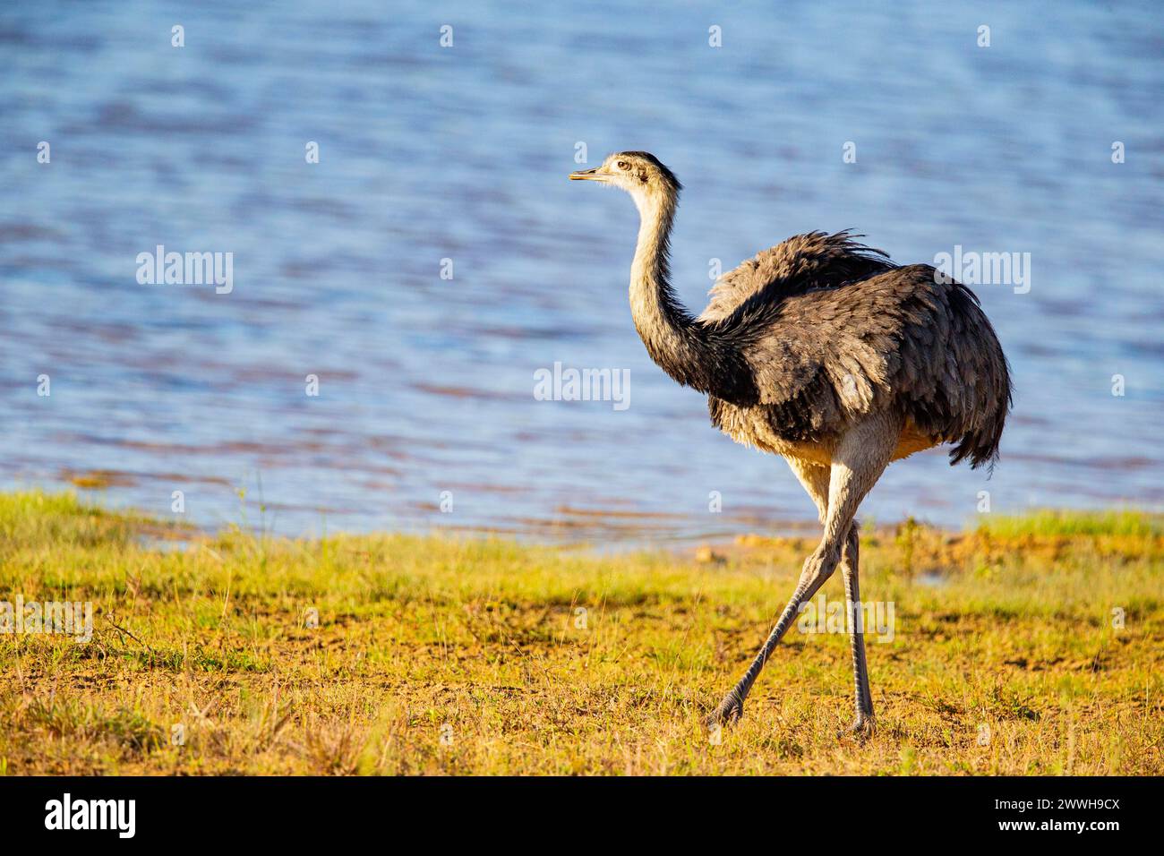 Nandu (Rhea americana) Pantanal Brazil Stock Photo - Alamy