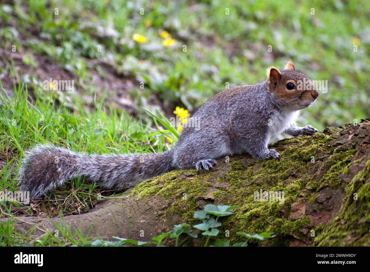 Grey Squirrel (Sciurus carolinensis) in the wild at Chard Somerset ...