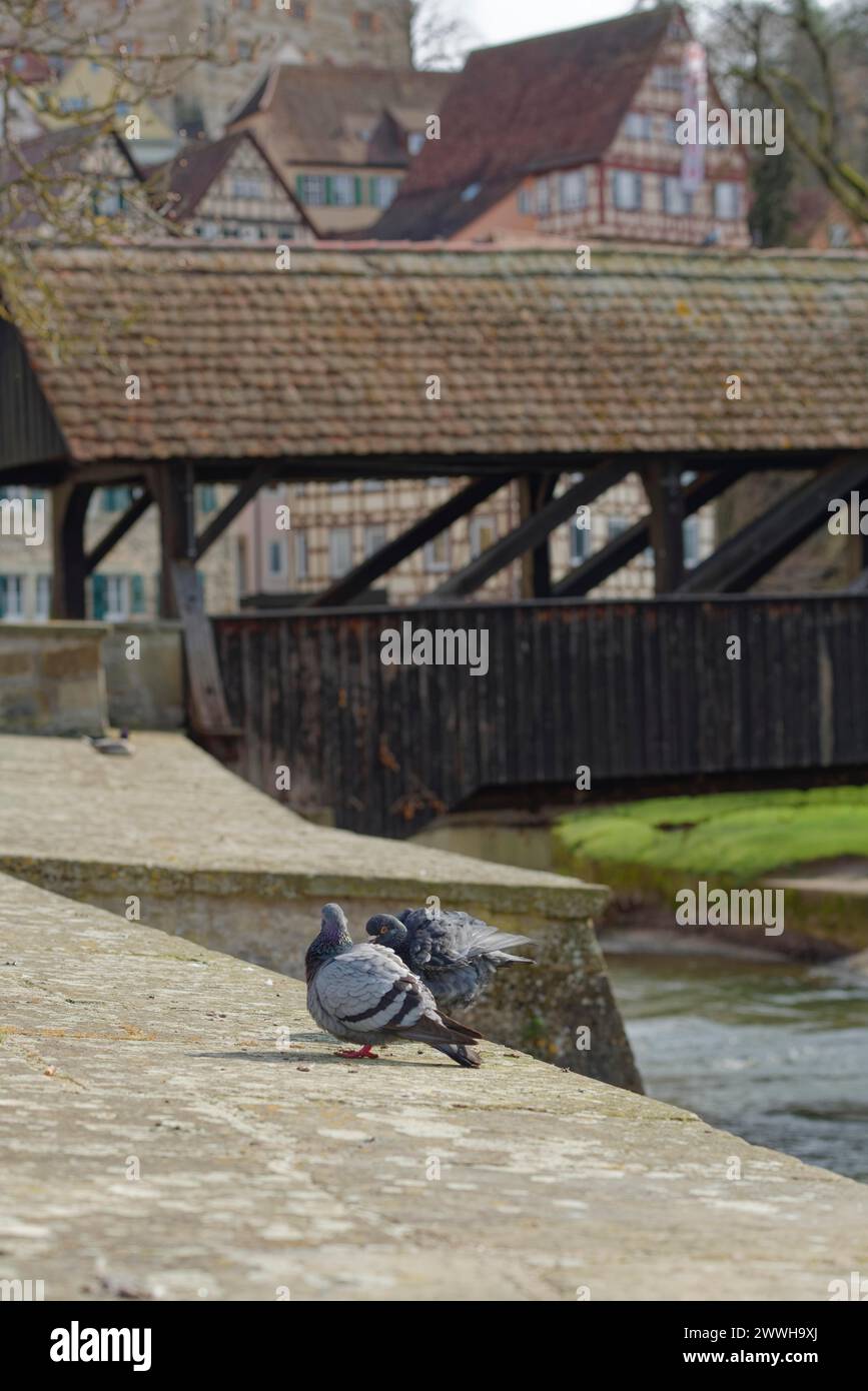 Sulfer Steg, city pigeons, pigeon, pigeon, Kocher valley, Kocher, half ...