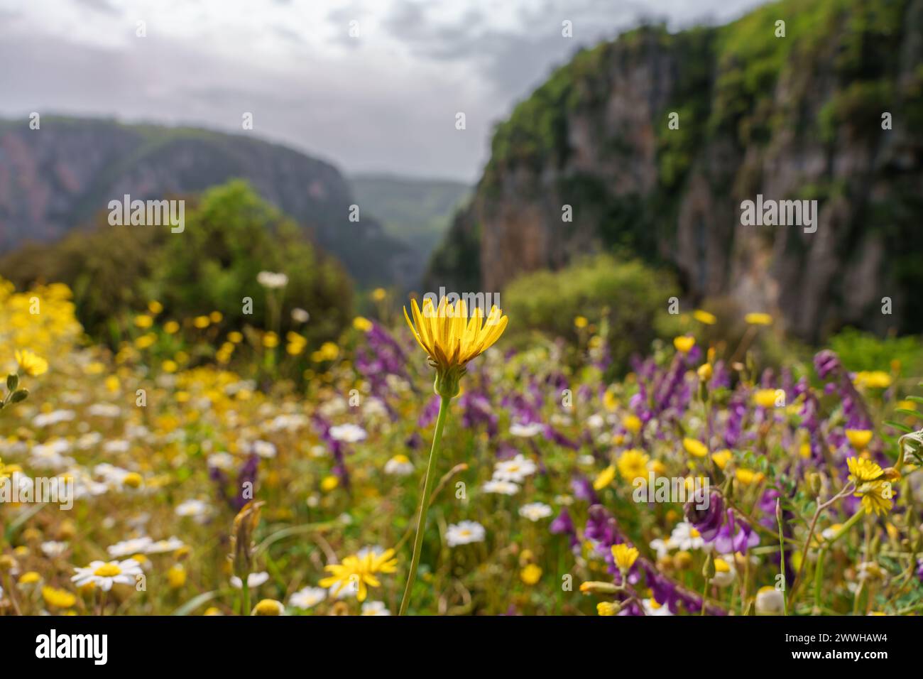Vikos gorge in pindus mountains hi-res stock photography and images - Alamy