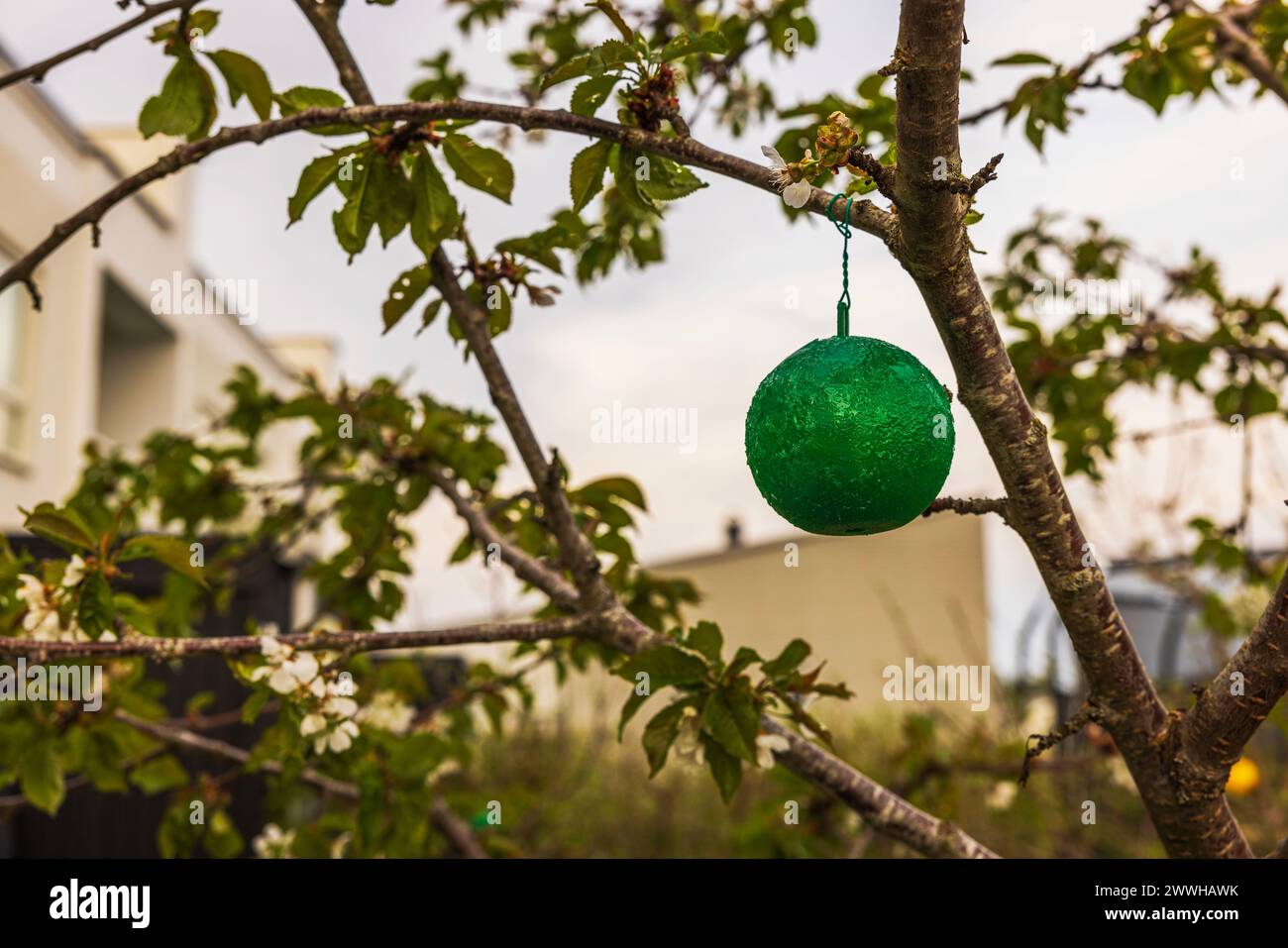 Сlose-up view of a green sticky plastic insect trap on an apple tree in ...