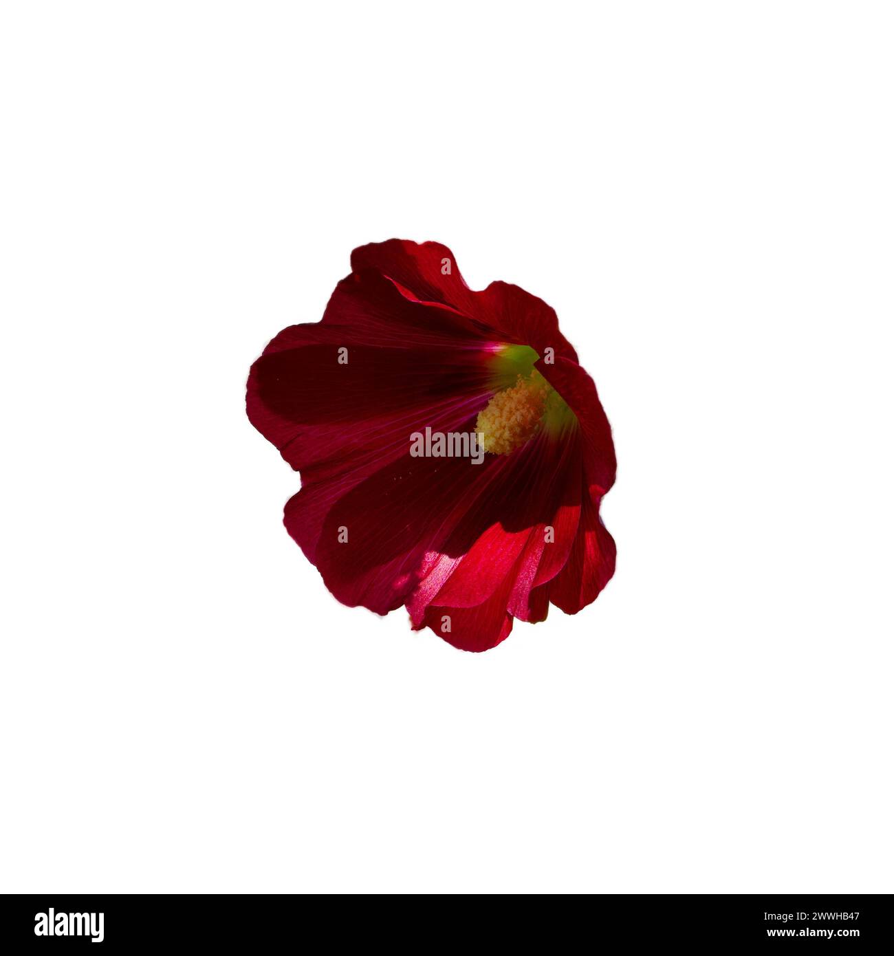 Deep tone flower hi-res stock photography and images - Alamy