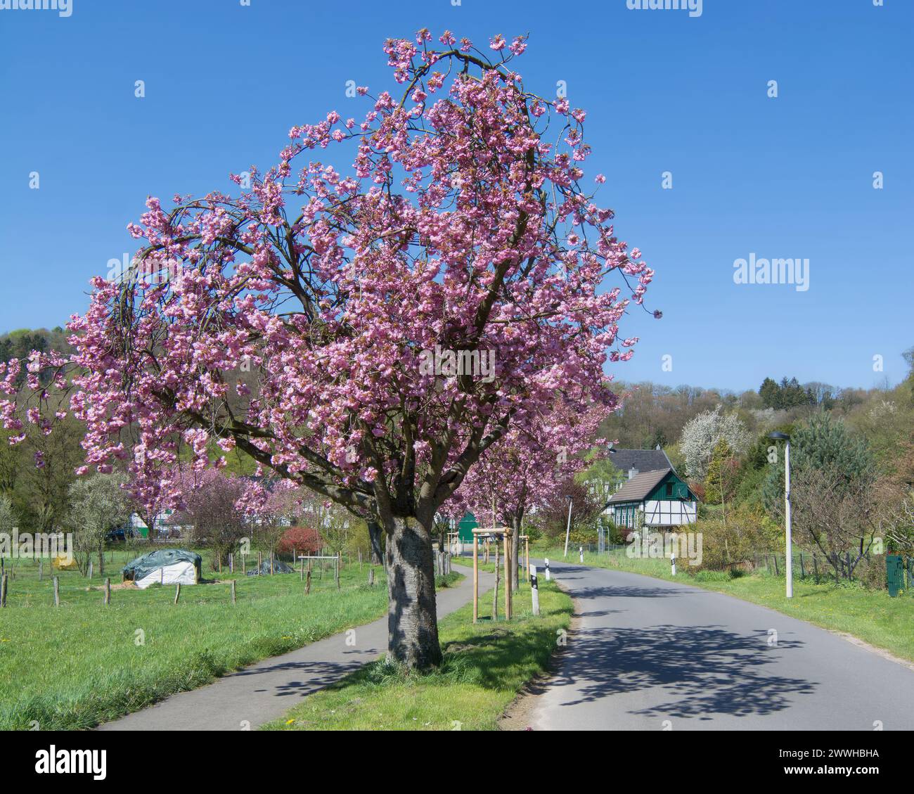 Solinger obstweg hi-res stock photography and images - Alamy