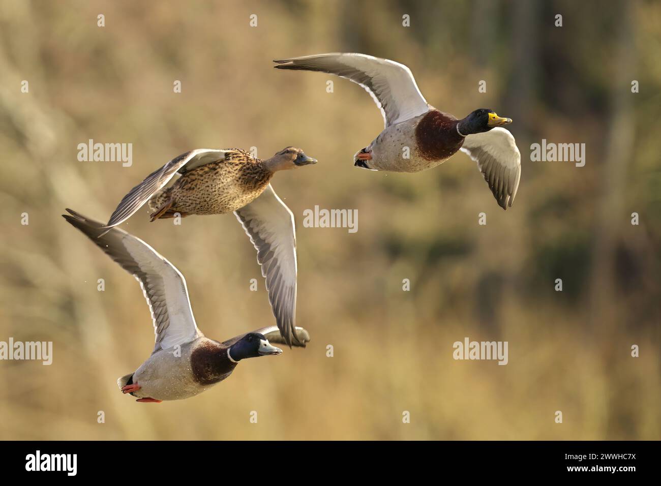 Mallard duck upside down hi-res stock photography and images - Alamy