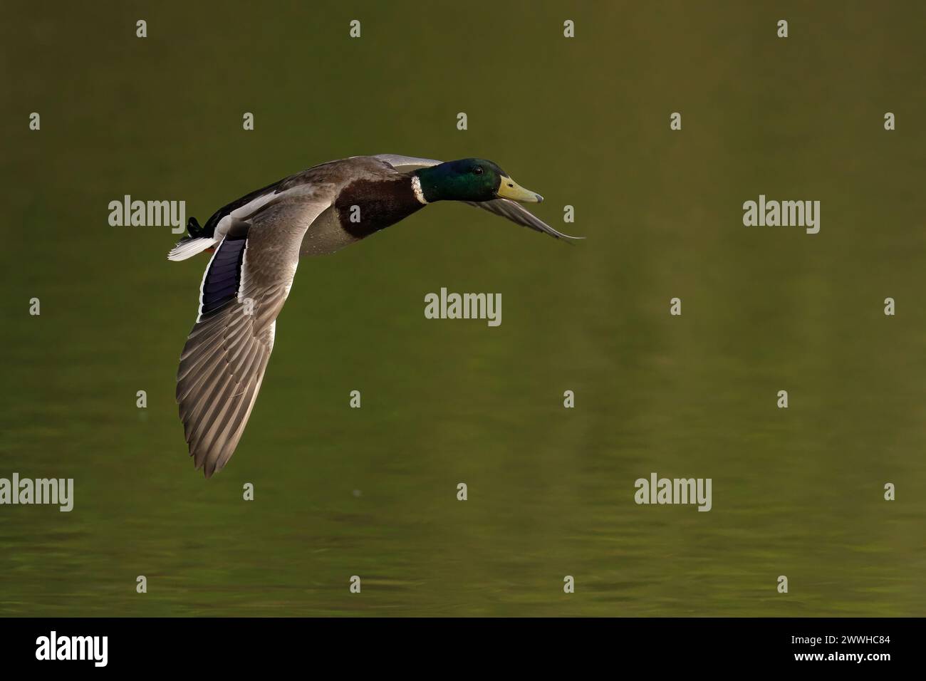 A mallard duck gliding low with wings outstretched over a tranquil pond ...