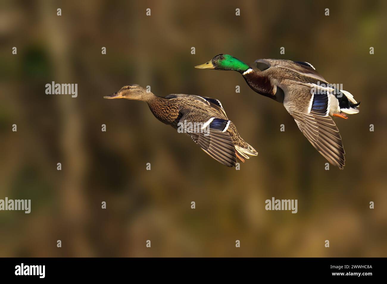 Two mallard ducks flying sover a pond by the forest Stock Photo - Alamy