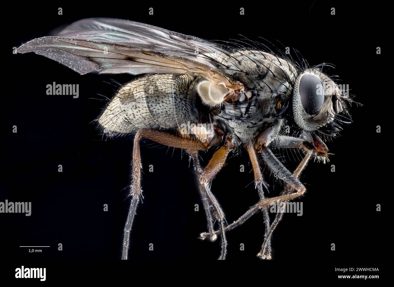 Gjodselfluer hi-res stock photography and images - Alamy