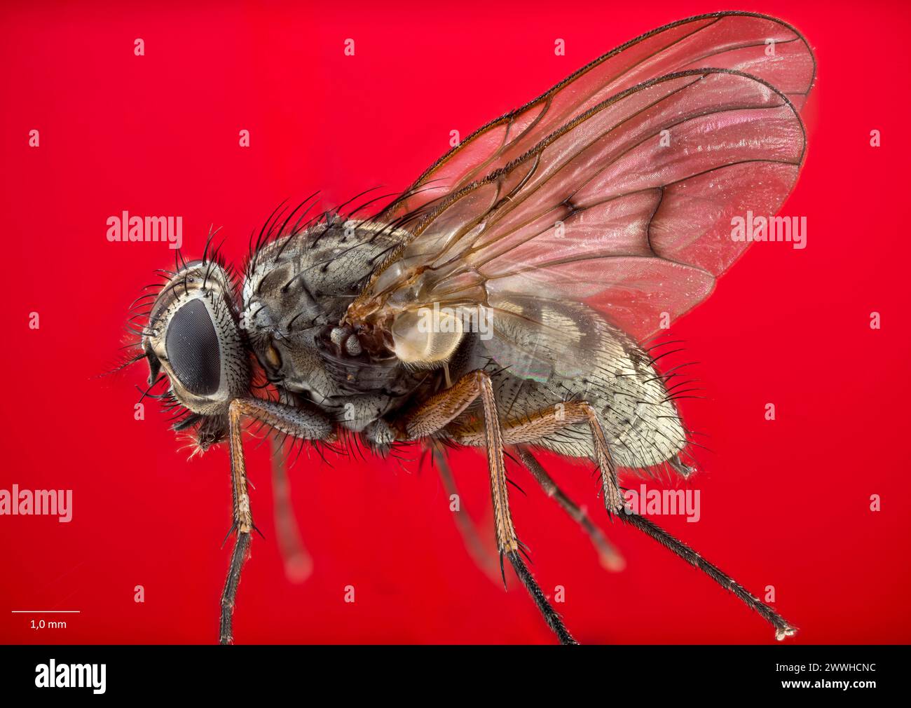 Gjodselfluer hi-res stock photography and images - Alamy