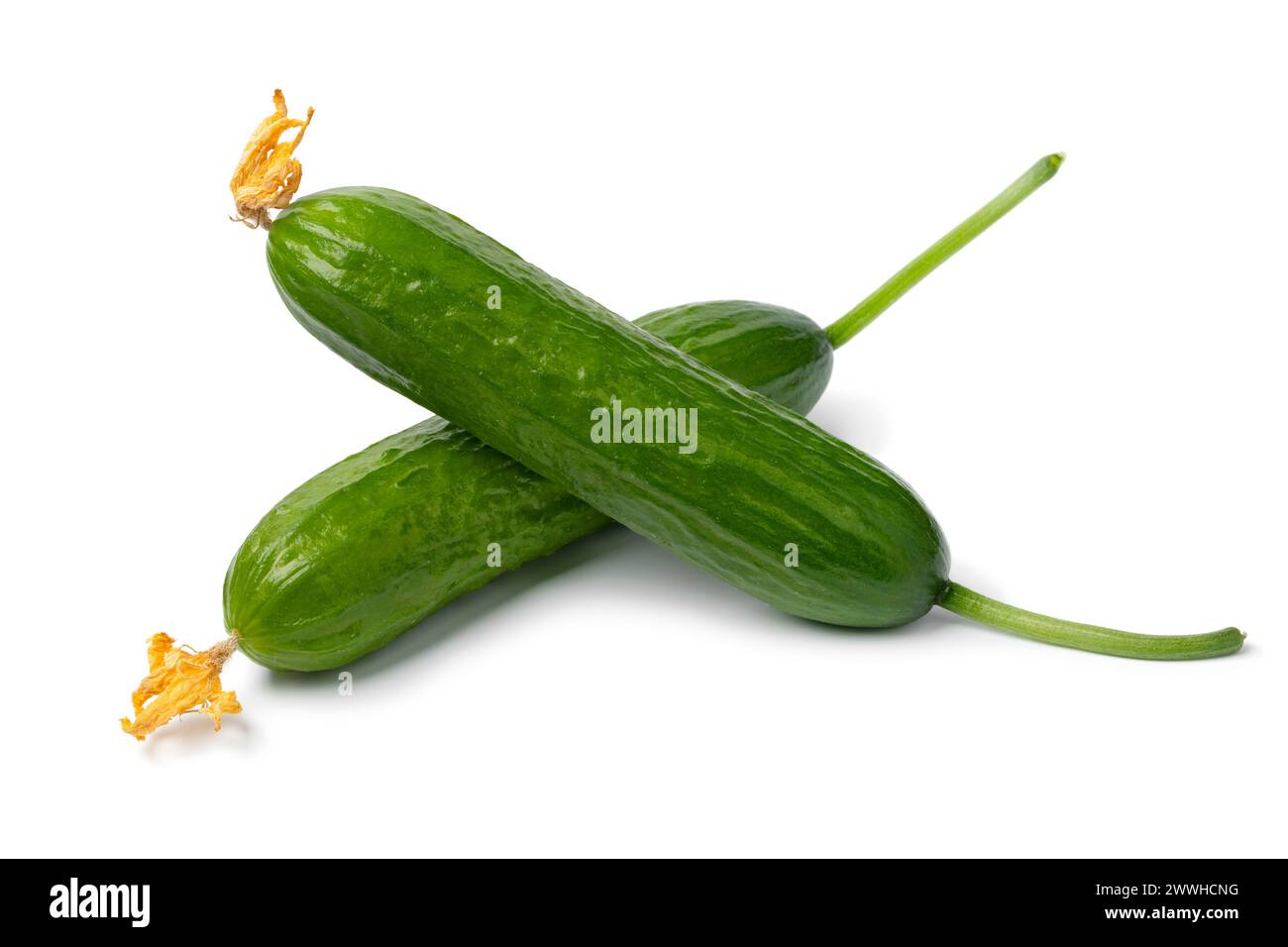 Pair of fresh young homegrown green small cucumbers with flowers close ...