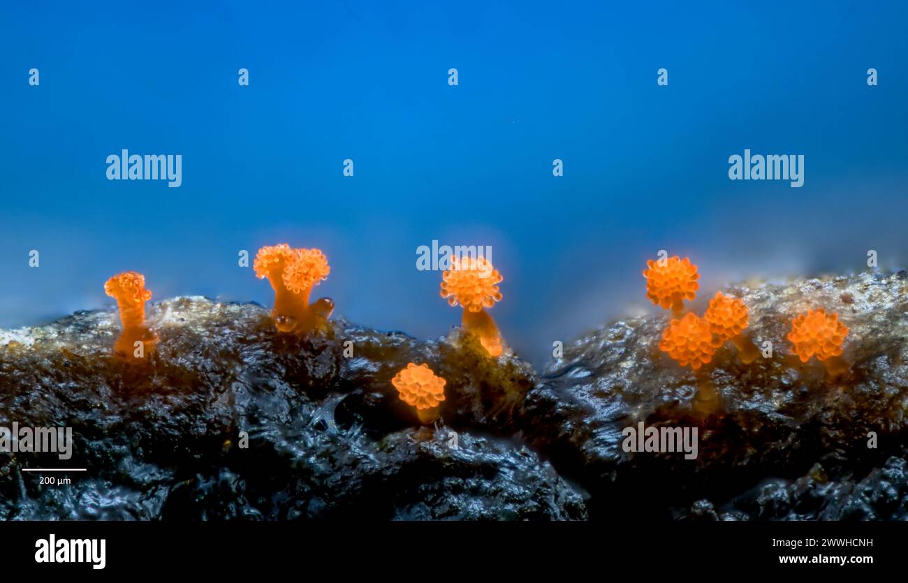 Stigmatella aurantiaca hi-res stock photography and images - Alamy