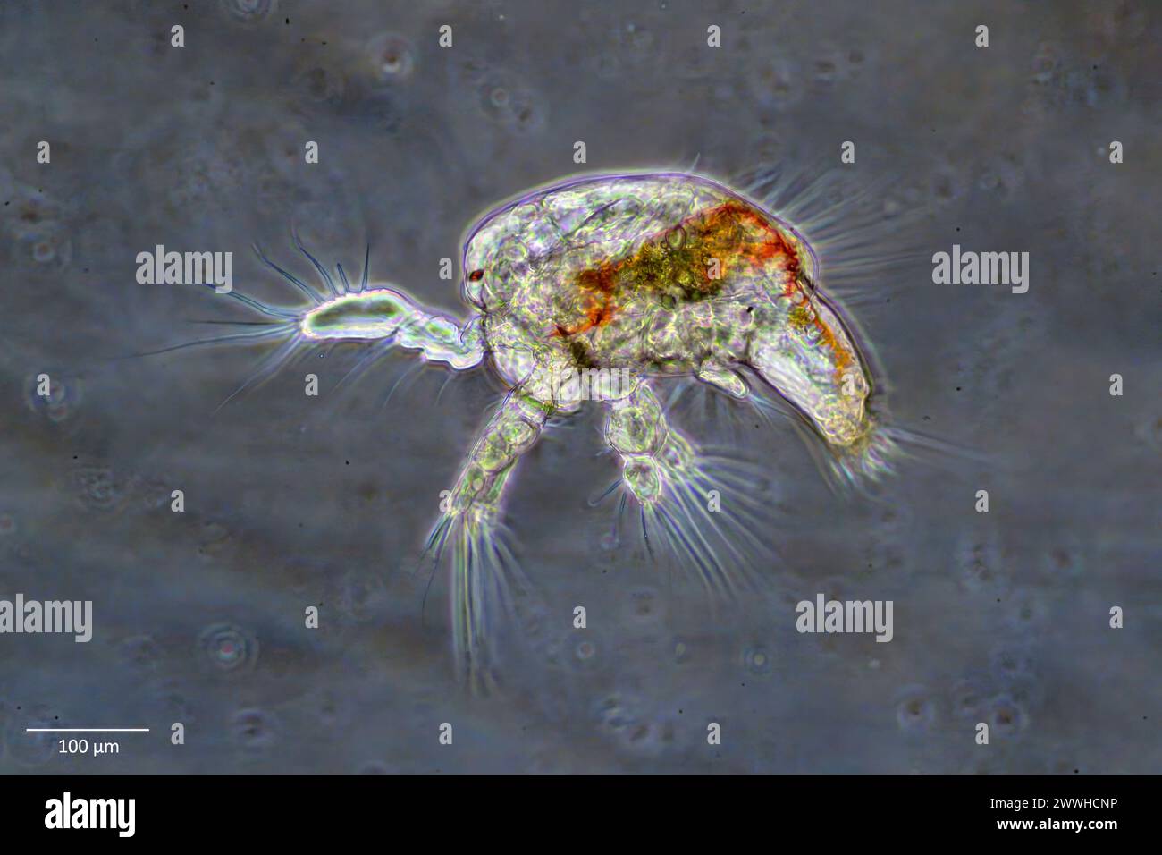 Copepod nauplius larvae sampled from surface water, south-western ...