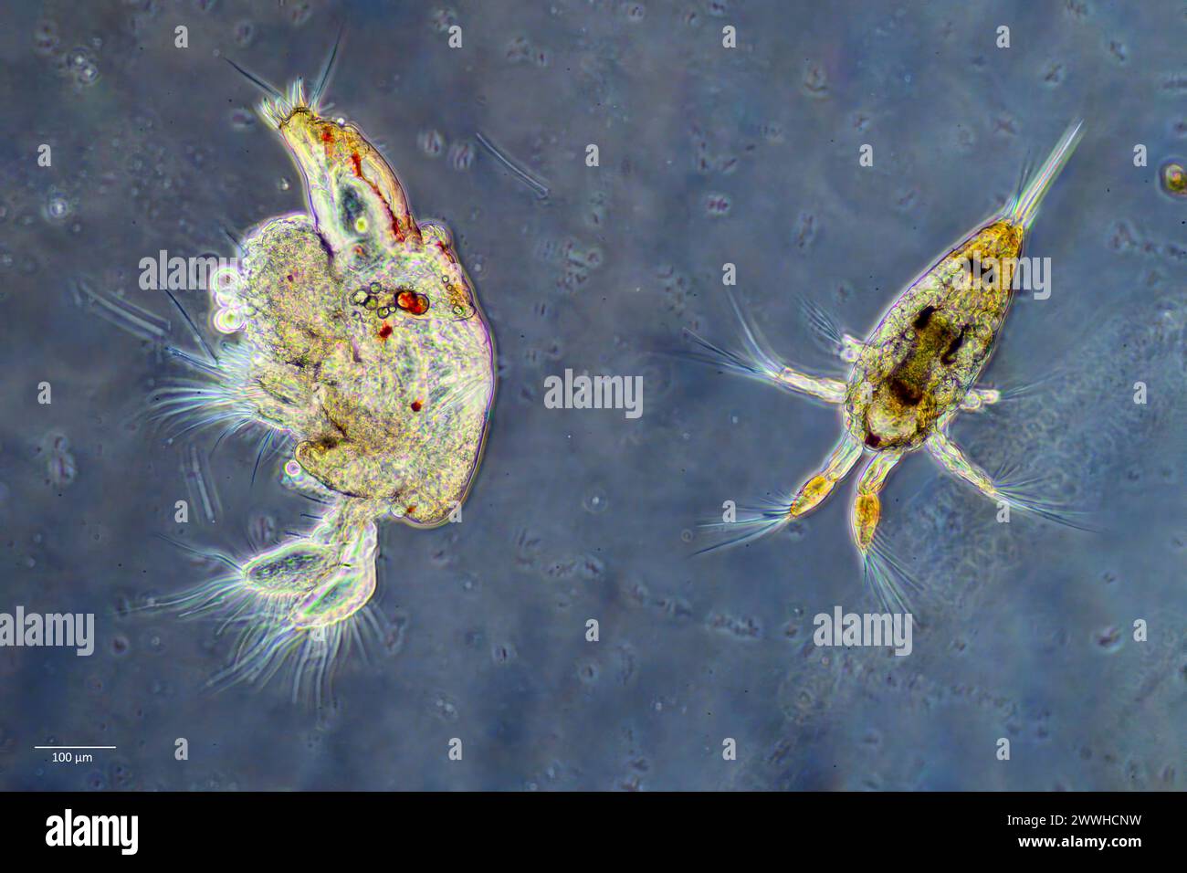 Copepod nauplius larva sampled from surface water, south-western Norway ...