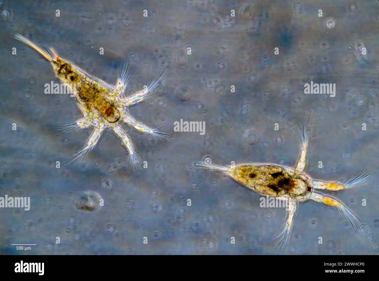 Copepod nauplius larva samples from surface water, south-western Norway ...