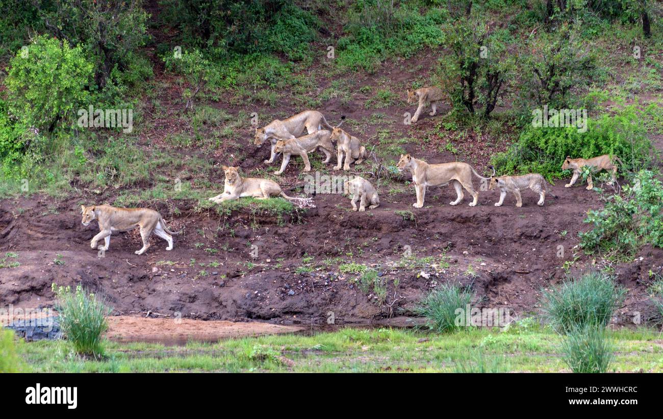 Large pride of lions at Shingwedzi, Kruger NP, South-Africa Stock Photo ...