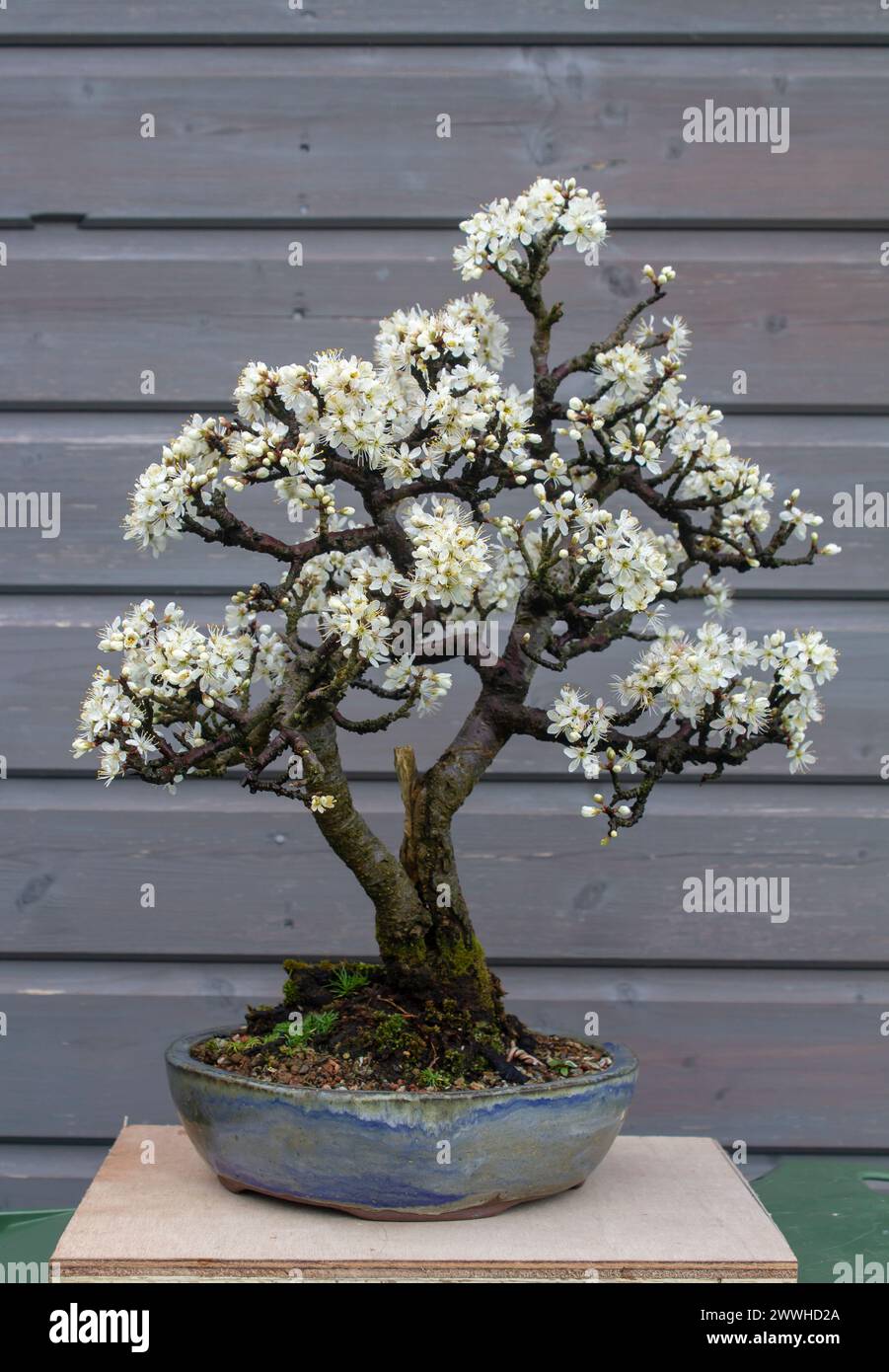 Detail of a beautiful specimen blackthorn bonsai n spring flower ...