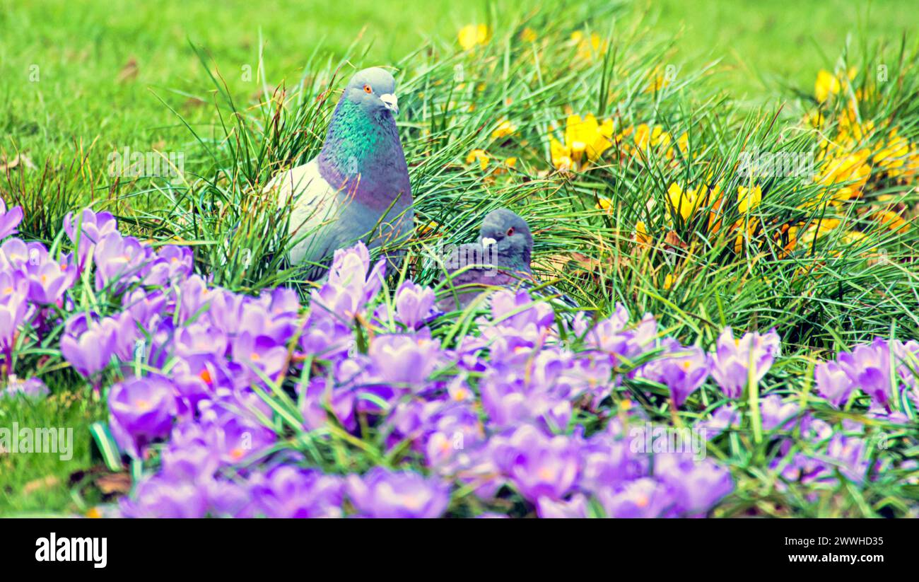 Glasgow, Scotland, UK. 24th March, 2024: UK Weather: Sunny spring ...