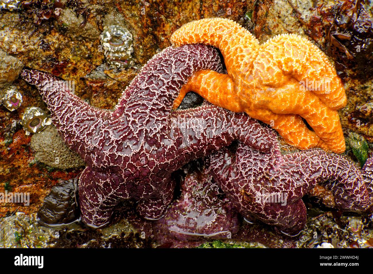 Starfish on a rock with red and yellow starfish in the background Stock ...