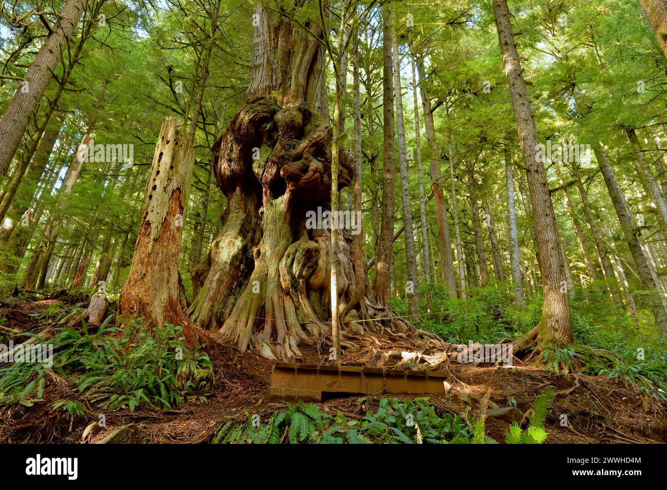 Lush dense forest towering green hi-res stock photography and images ...